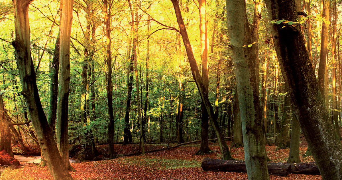 Effects of Soil Conservation Practice and Crop Rotation on Selected ...